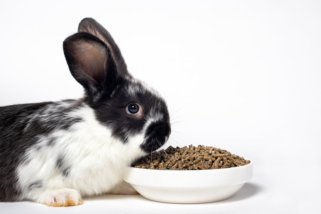 Rabbit food pellets with quality ingredients available in pouch nearby ...