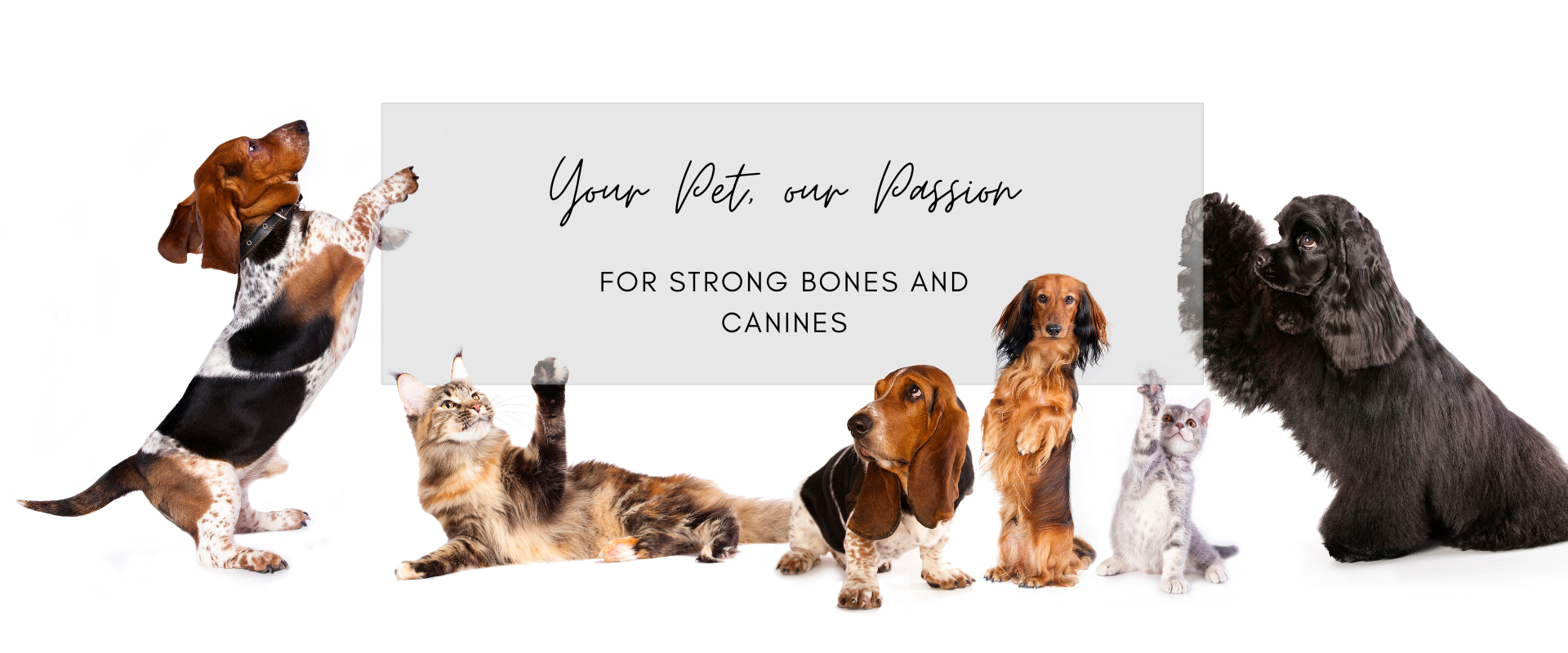 Buy Premium Pet Food At Best Price In India – PetQila